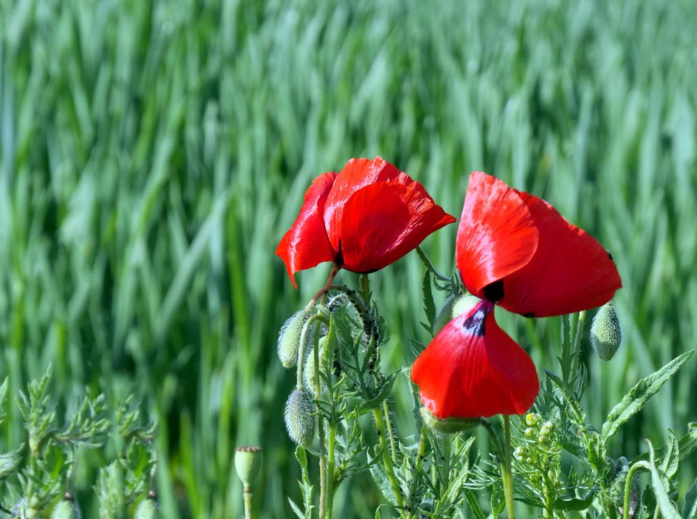 Mohn im Kornfeld.... Foto & Bild | natur, mohn, landschaft Bilder auf ...