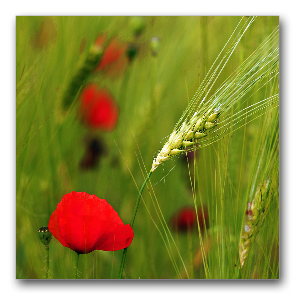 Mohn im Kornfeld Foto & Bild | pflanzen, pilze & flechten, blüten- & kleinpflanzen, mohn Bilder ...
