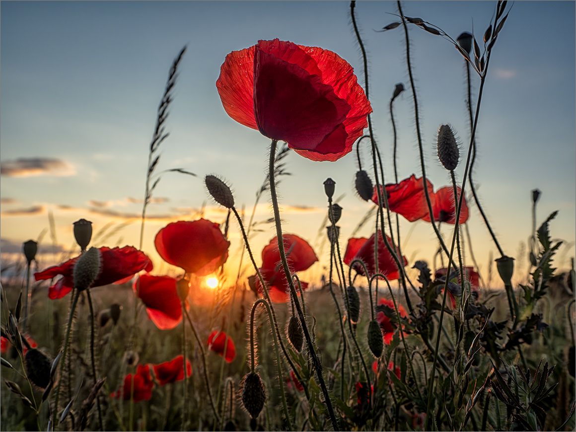 Mohn im Licht der untergehenen Sonne Foto & Bild | spezial ...