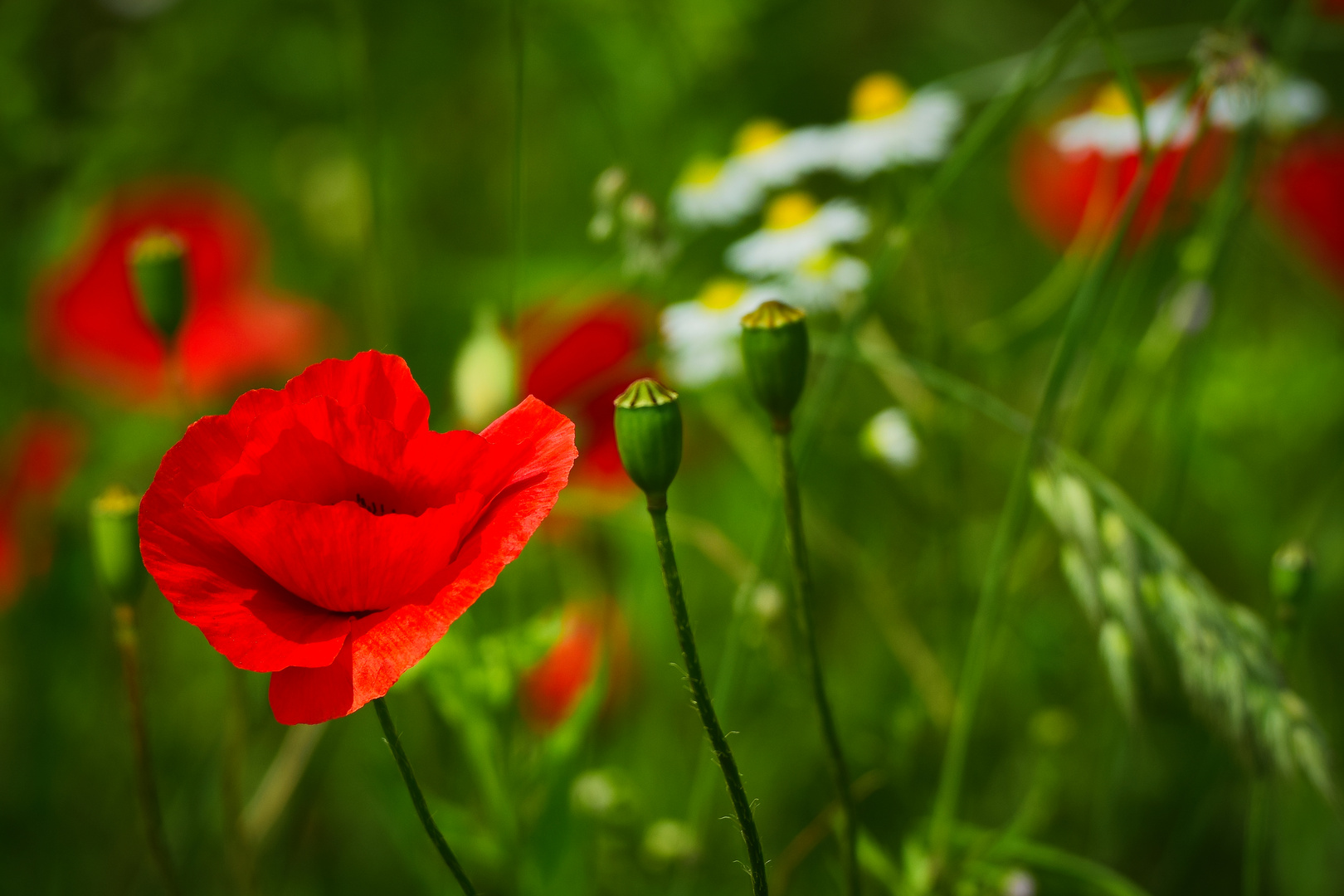 Mohn in der wilden Wiese Foto & Bild | pflanzen, pilze & flechten ...