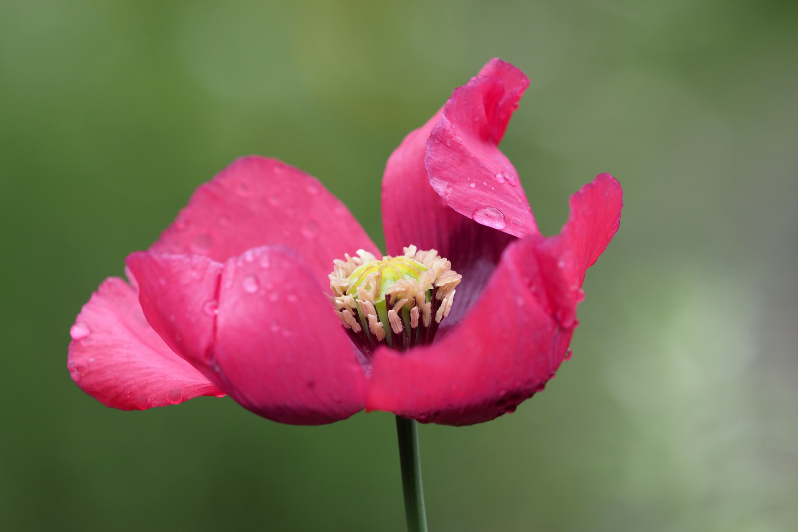 mohn in pink Foto & Bild | projekte, 3 - mittwochsblümchen, thementage ...