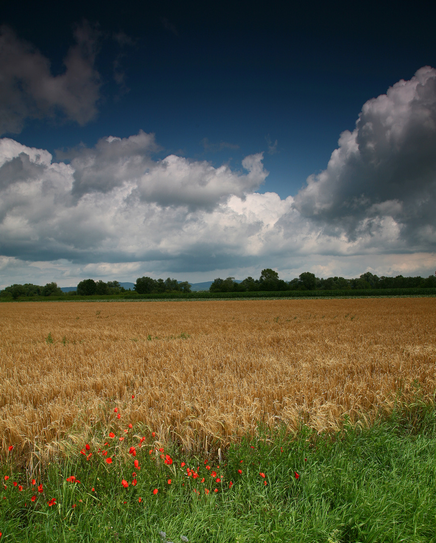 mohn-korn-wolken Foto & Bild | landschaft, Äcker, felder & wiesen ... mohn-korn-wolken Foto & Bild | landschaft, Äcker, felder & wiesen ...
