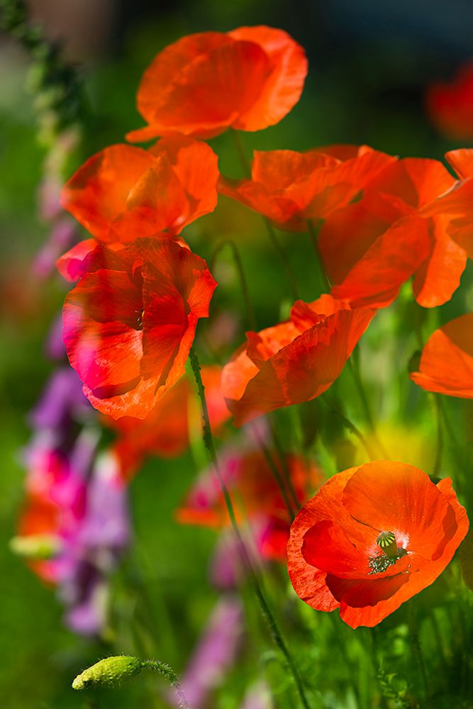 Mohn mit Fingerhut Foto & Bild | natur, mohn, blumen Bilder auf ...
