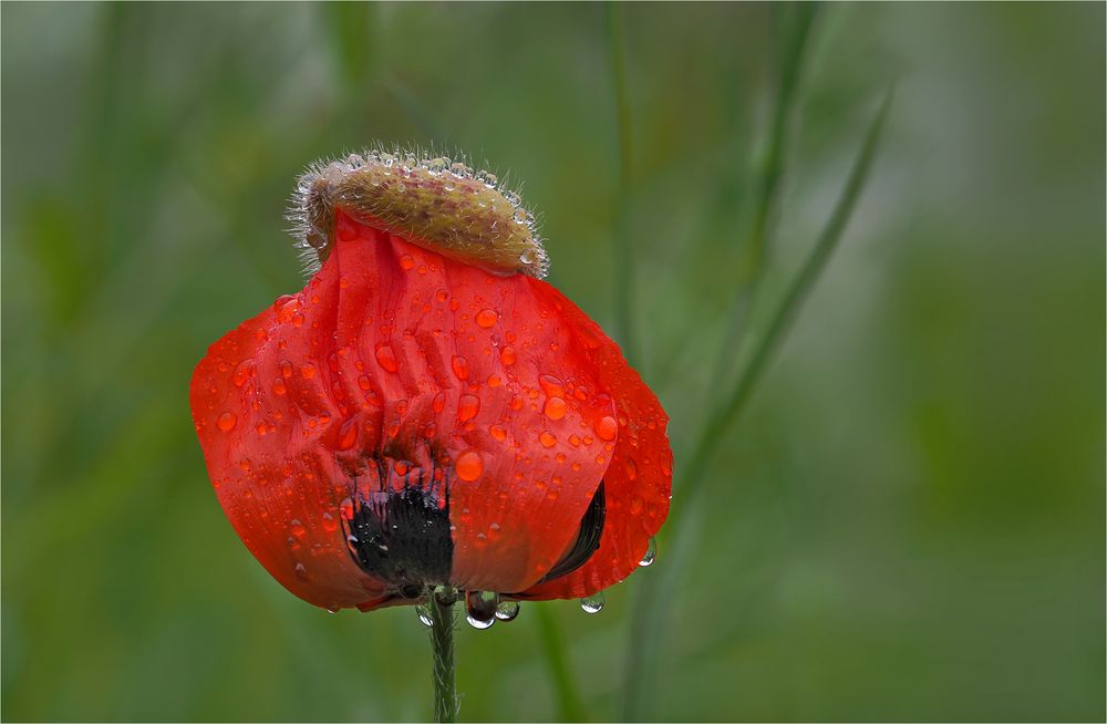 Mohn mit Käppchen...... Foto & Bild | rot, natur, nahaufnahme Bilder ...