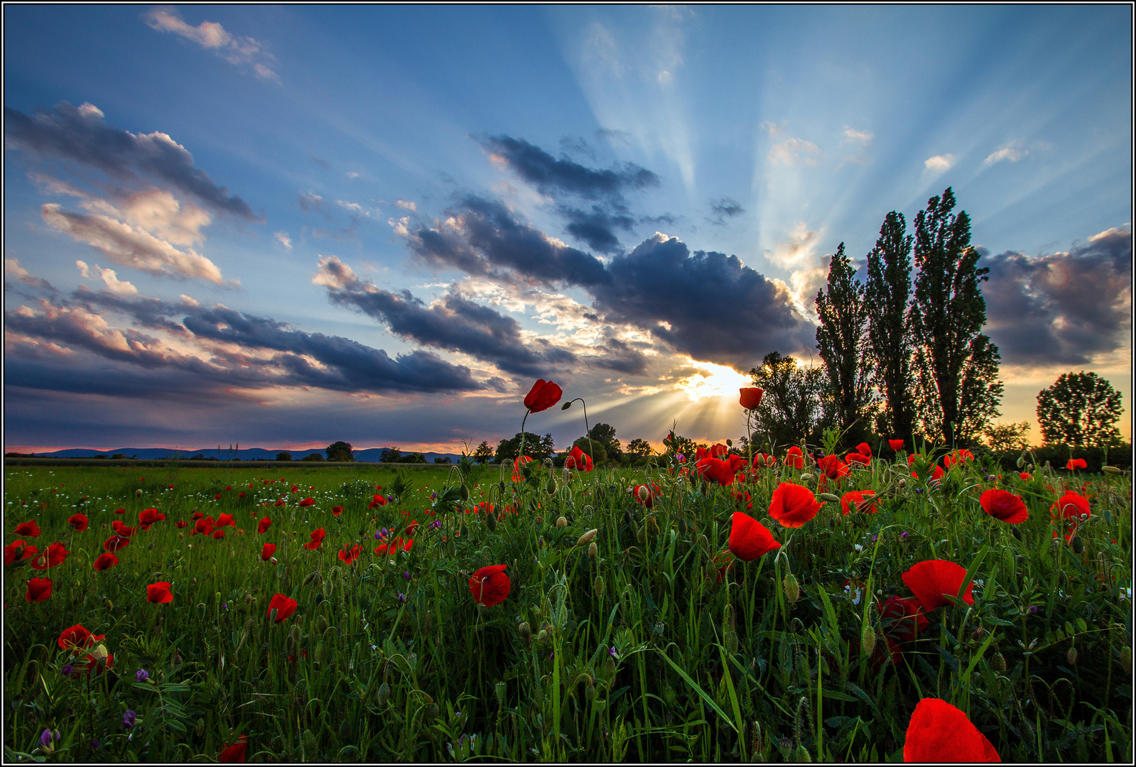 Mohn, Mohn, Mohn Foto & Bild | deutschland, europe, rheinland-pfalz ...