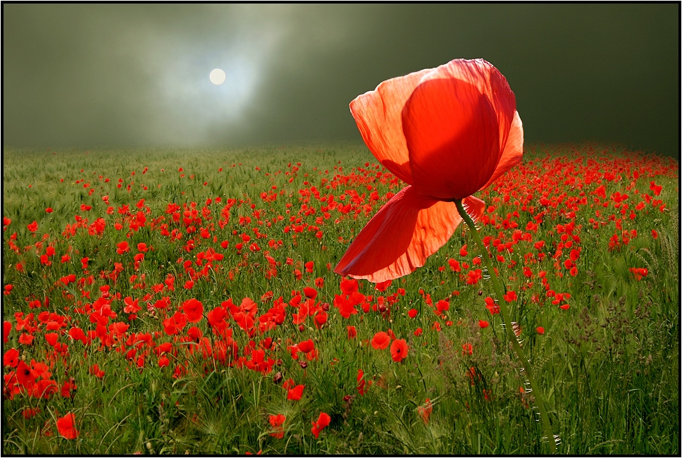mohn-rot---- Foto & Bild | fotomontage, landschaften, digiart Bilder ...