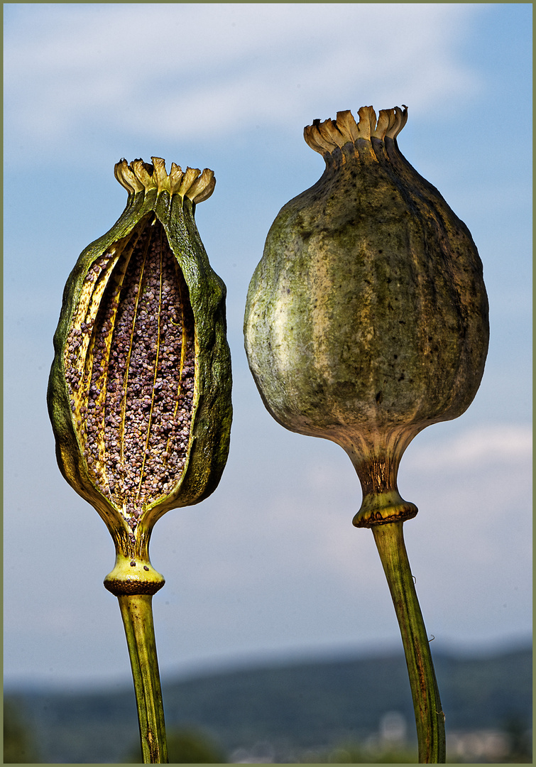 Mohn- Samenkapseln Foto & Bild | spezial, makro, nahaufnahme Bilder auf ...