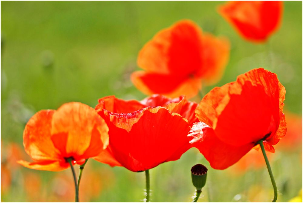 Mohn von gestern Foto & Bild | pflanzen, pilze & flechten, blüten ...