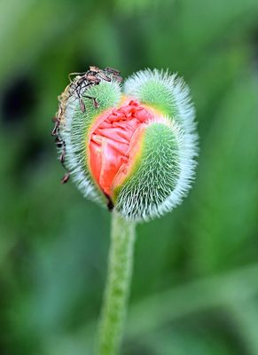 Natur-Makros Bilder & Fotos