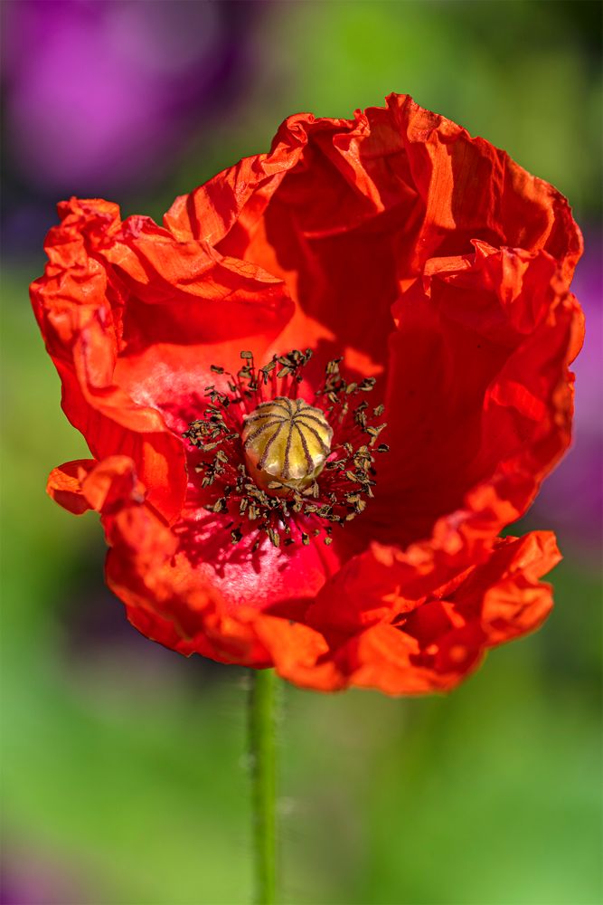 Mohn_16 Foto & Bild | frühling, natur, macro Bilder auf fotocommunity