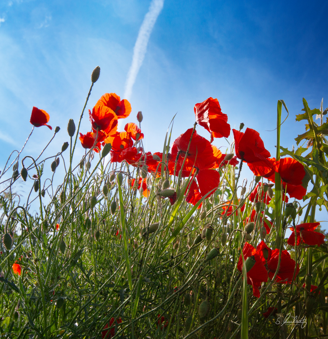 Mohn3 Foto & Bild | pflanzen, pilze & flechten, blüten- & kleinpflanzen ...