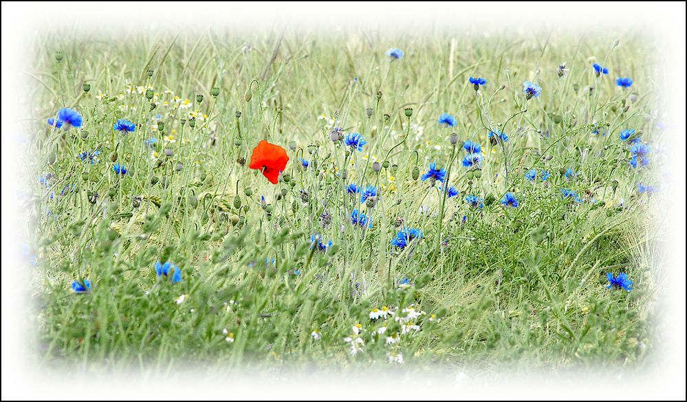 Mohnblüte in Kornfeld Foto & Bild | pflanzen, pilze & flechten, blüten- & kleinpflanzen, mohn ...