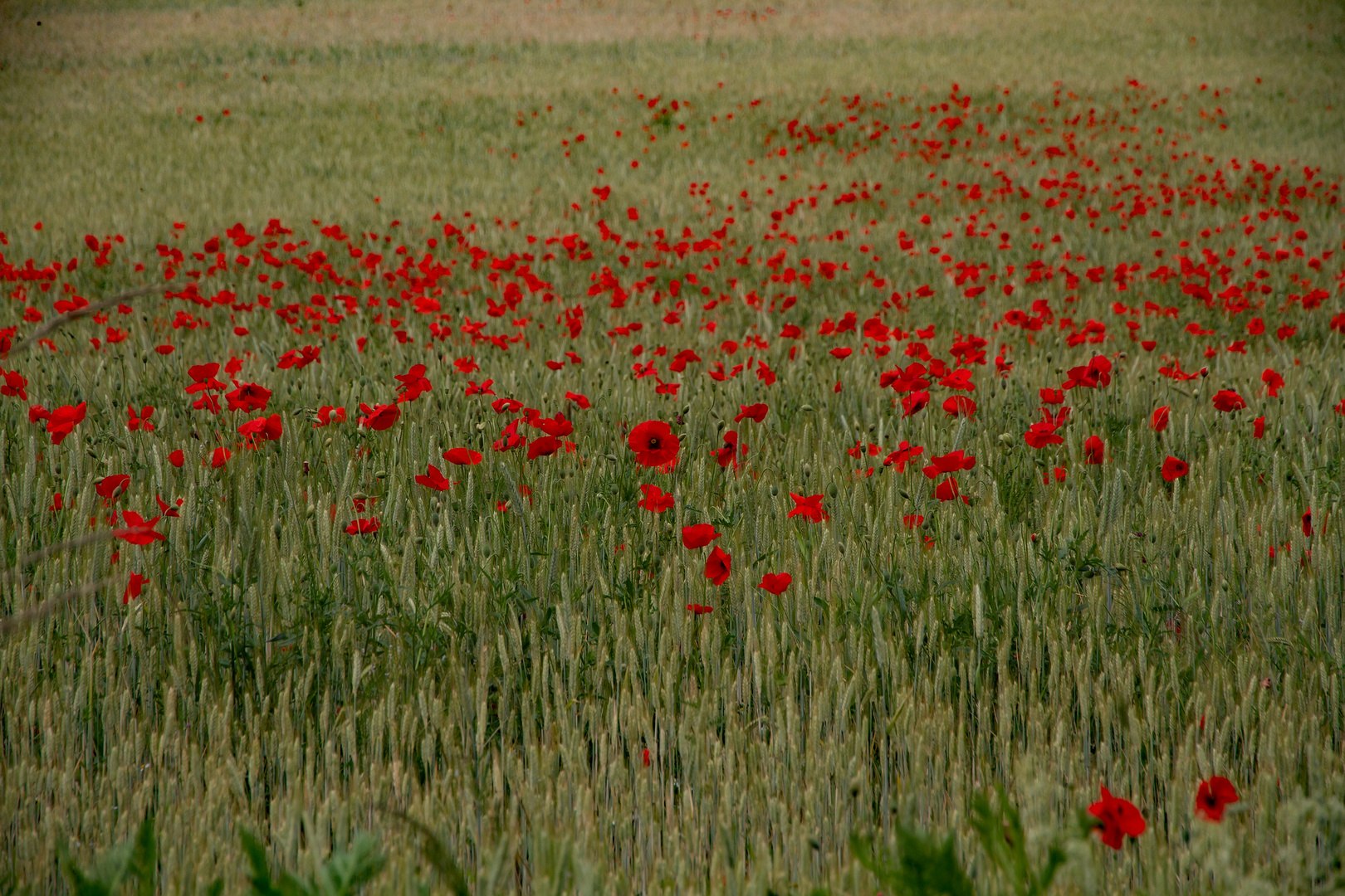 Mohnblüten im Kornfeld Foto & Bild | pflanzen, pilze & flechten, landschaft, blüten ...