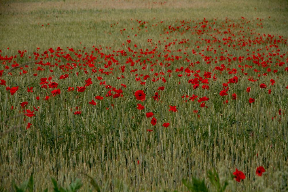 Mohnblüten im Kornfeld Foto & Bild | pflanzen, pilze & flechten, landschaft, blüten ...