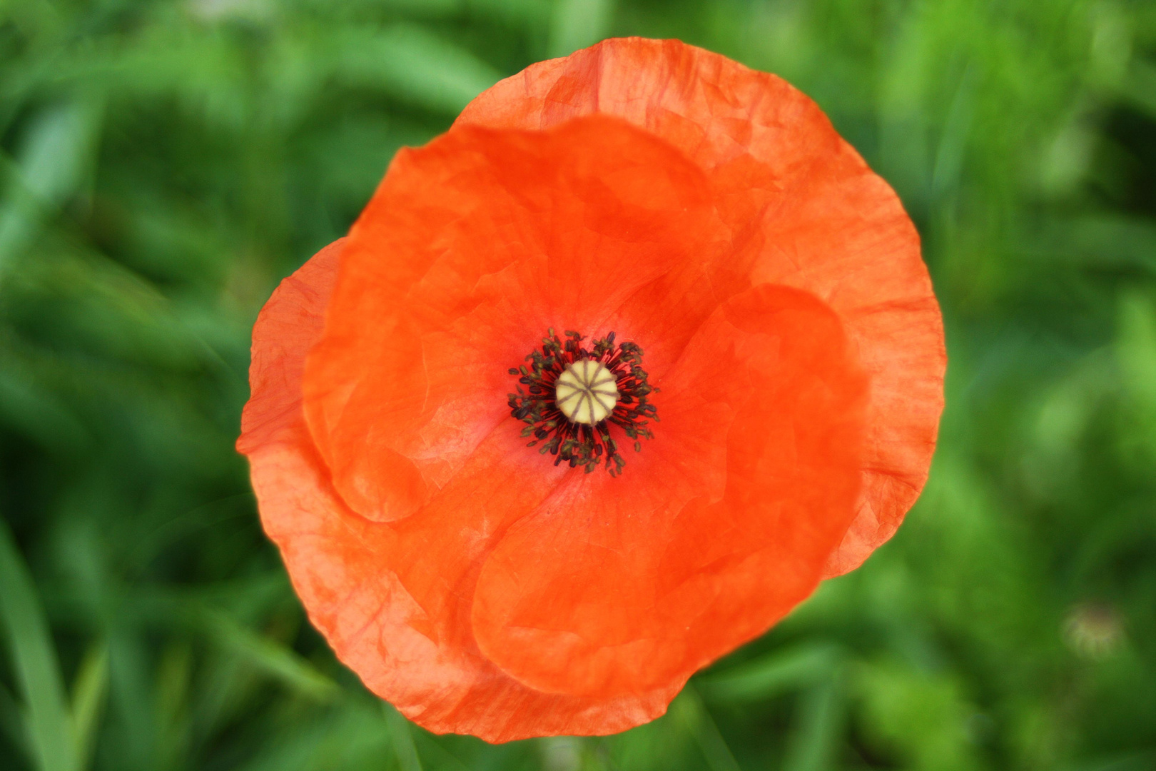 Mohnblume Foto & Bild | pflanzen, pilze & flechten, blüten ...