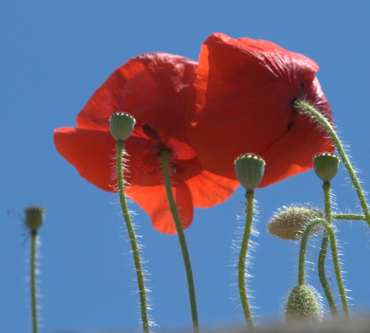 Mohnblume Foto & Bild | pflanzen, pilze & flechten, blüten ...