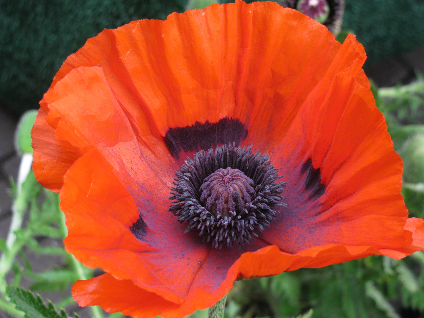 Mohnblume Foto & Bild | pflanzen, pilze & flechten, blüten ...