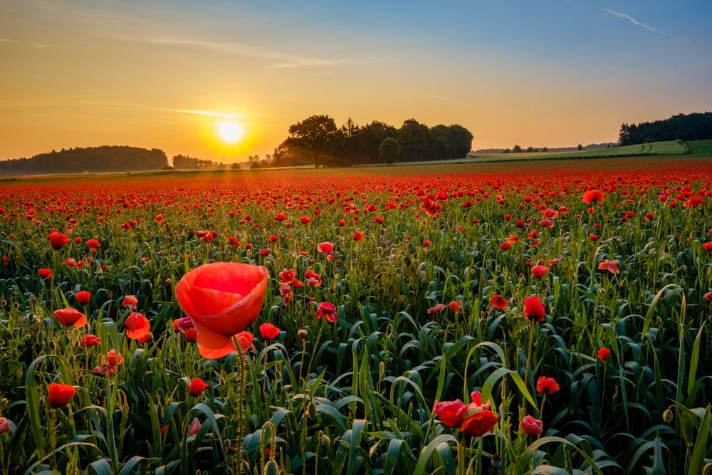 Mohnblume Foto & Bild | natur, landschaft, pflanzen Bilder auf ...