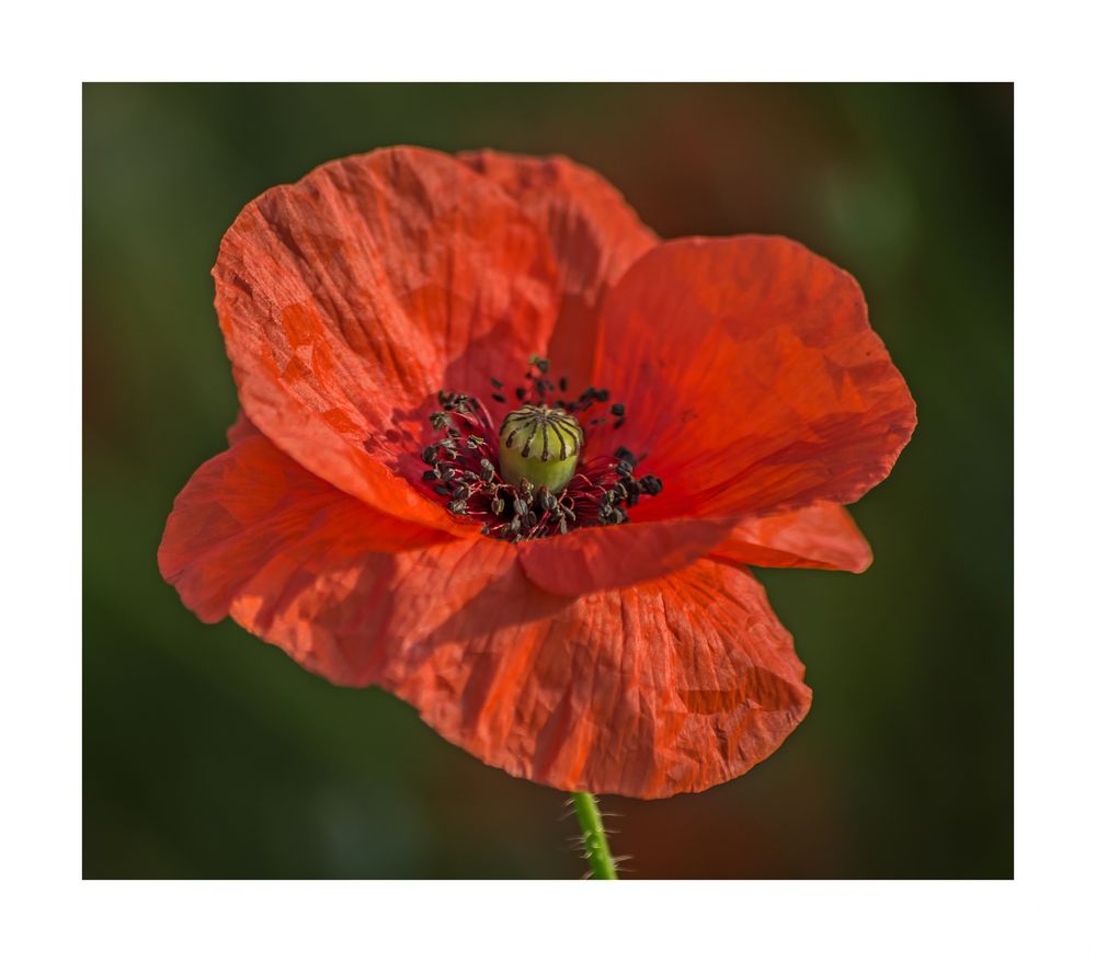 "Mohnblume" Foto & Bild | pflanzen, pilze & flechten, blüten ...