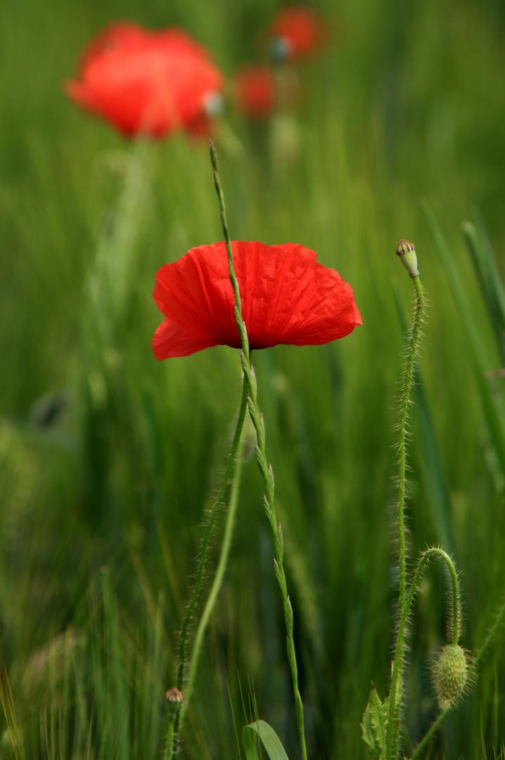 Mohnblume Foto & Bild | pflanzen, pilze & flechten, blüten ...