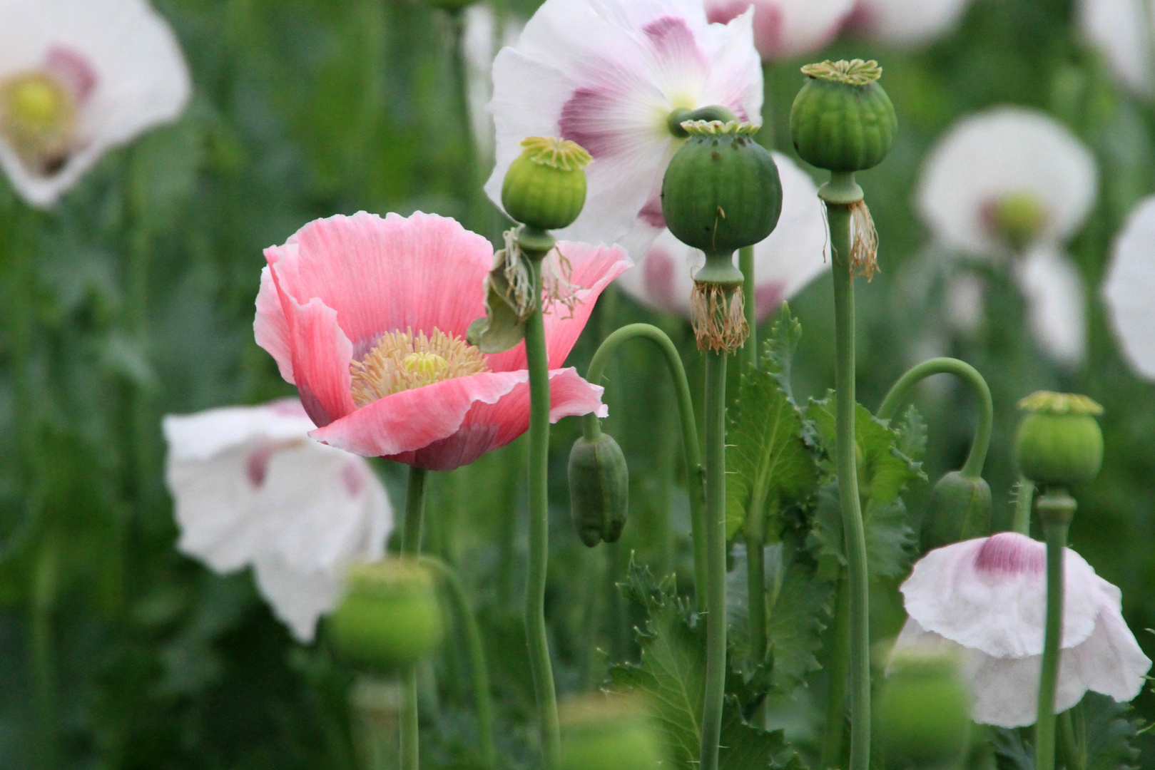 Mohnblume Foto & Bild | pflanzen, pilze & flechten, blüten ...