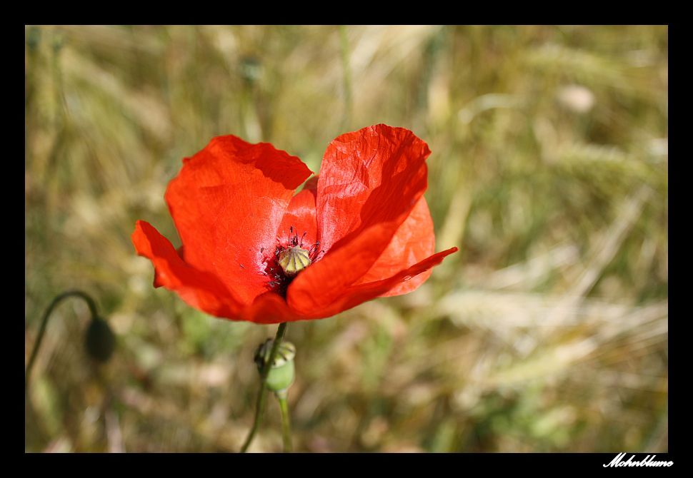 ~ Mohnblume ~ Foto & Bild | pflanzen, pilze & flechten, blüten ...