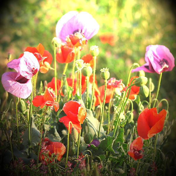 Mohnblume Foto & Bild | pflanzen, pilze & flechten, blüten ...