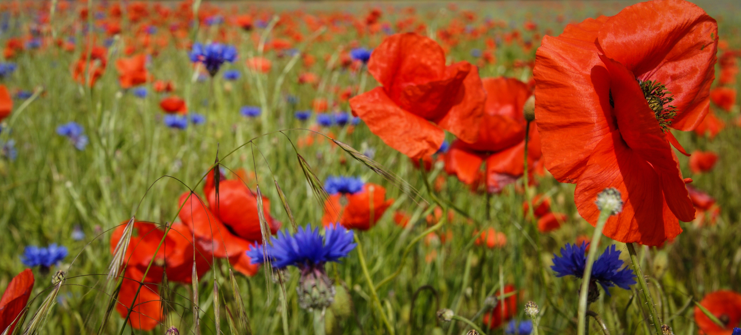 Mohnblume Foto & Bild | pflanzen, pilze & flechten, blüten ...