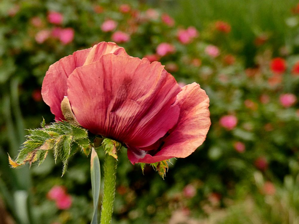 Mohnblume Foto & Bild | natur, mohn, pflanzen Bilder auf fotocommunity