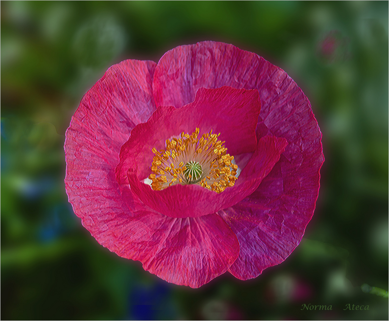 MOHNBLUME Foto & Bild | blumen , fotos, natur Bilder auf fotocommunity