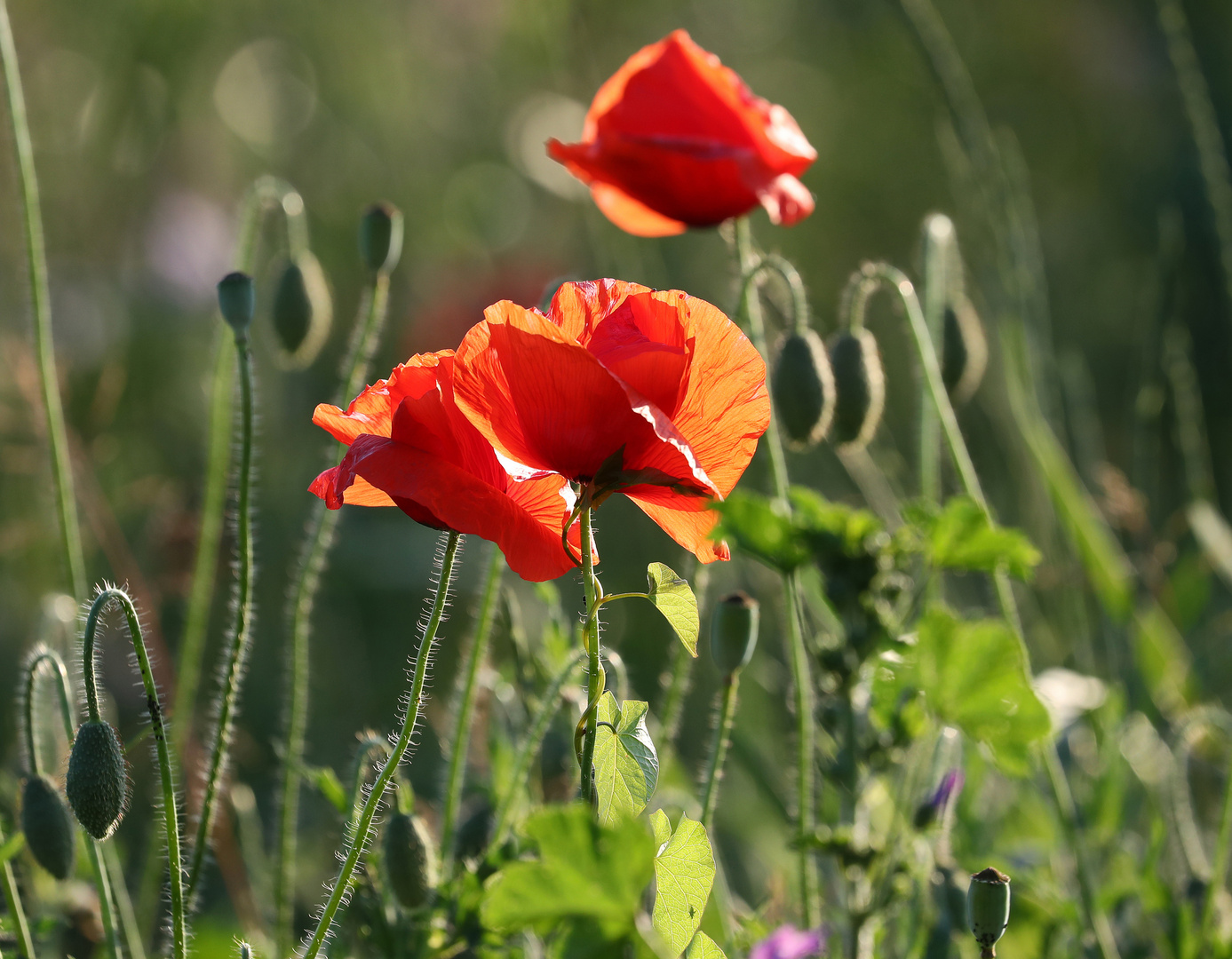 Mohnblume Foto & Bild | natur, pflanzen, blüten Bilder auf fotocommunity