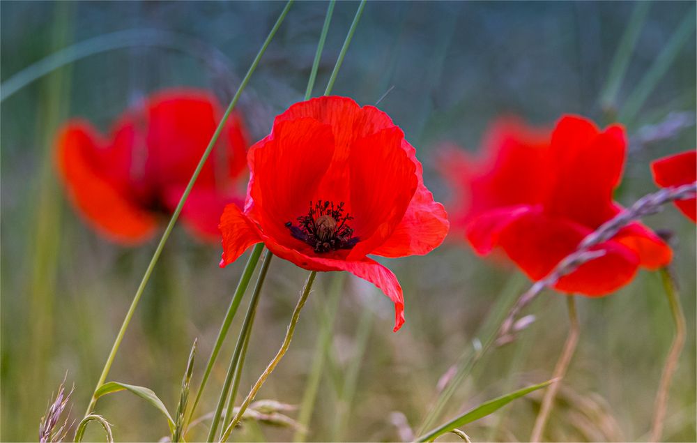 Mohnblume I Foto & Bild | deutschland, europe, bayern Bilder auf ...
