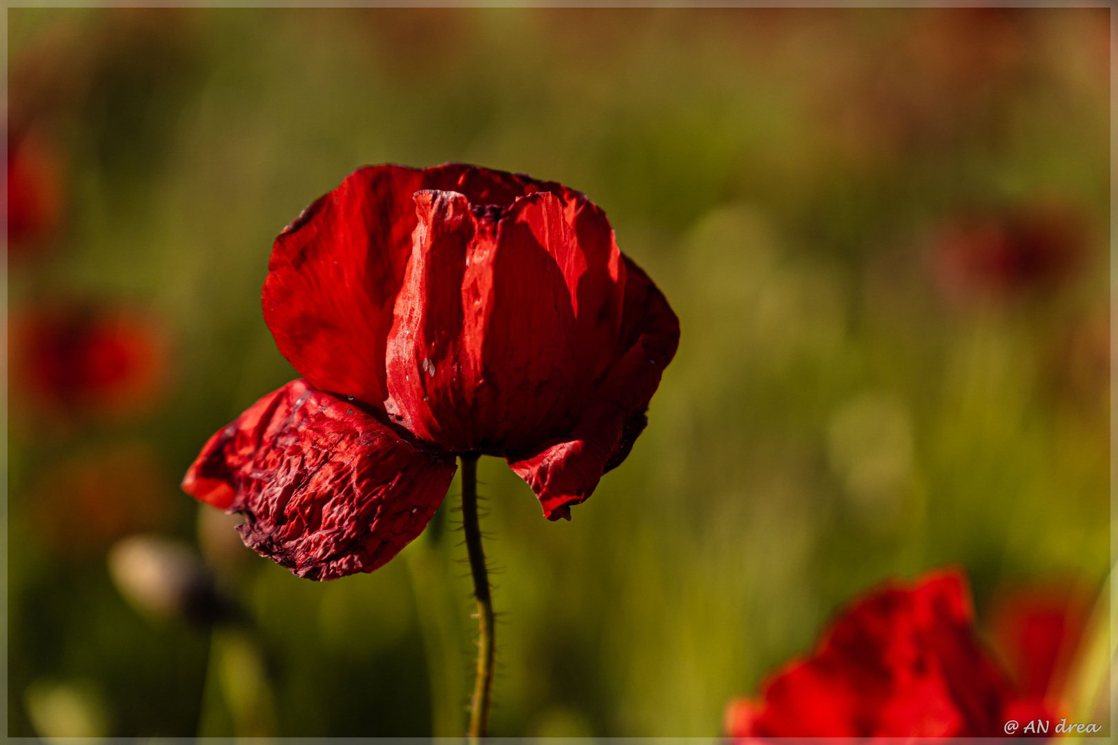 Mohnblume Mohn Foto & Bild | pflanzen, pilze & flechten, blüten ...
