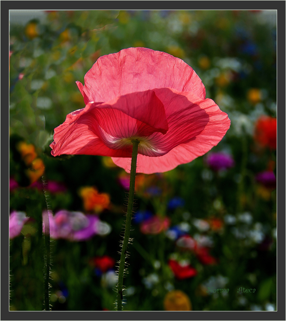 Mohnblume VIII Foto & Bild | macro , macro, mohnblume Bilder auf ...