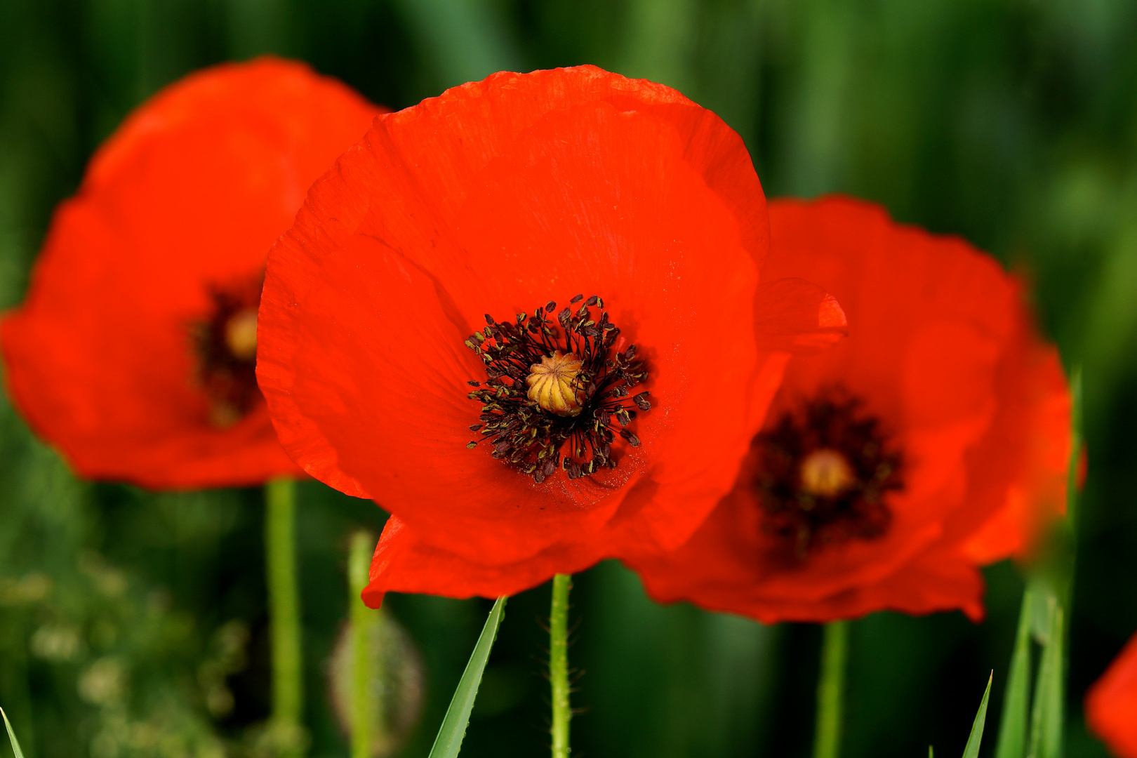 Mohnblumen Foto & Bild | natur, landschaft, pflanzen Bilder auf ...