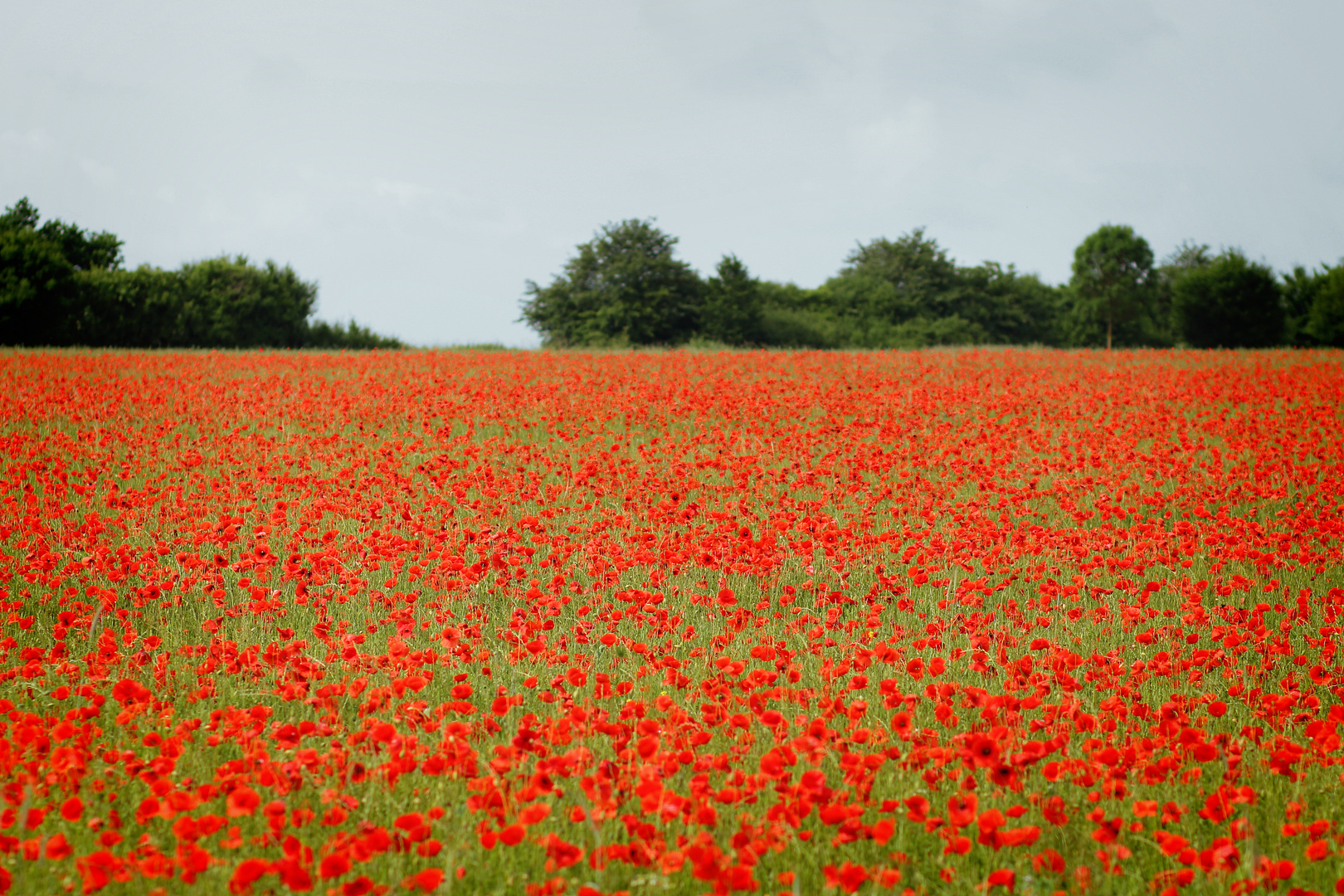 Mohnblumen #1 am Kronsberg Foto & Bild | landschaften, natur, mohn ...