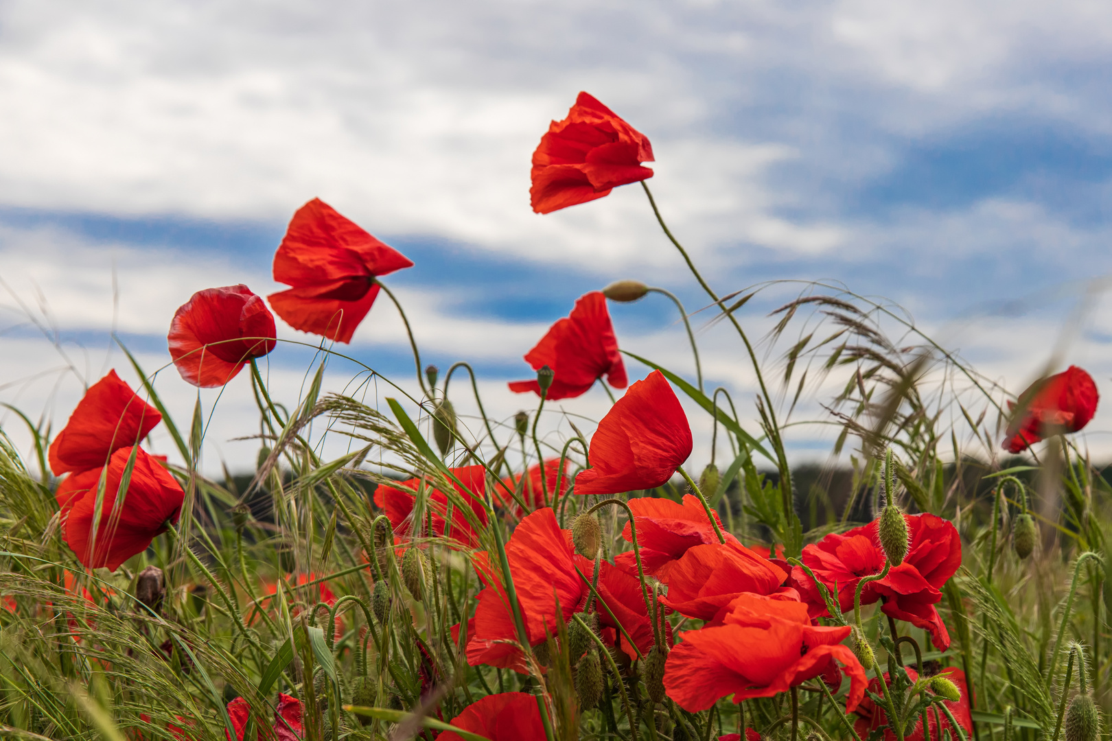 Mohnblumen 32 Foto & Bild | pflanzen, pilze & flechten, blüten ...