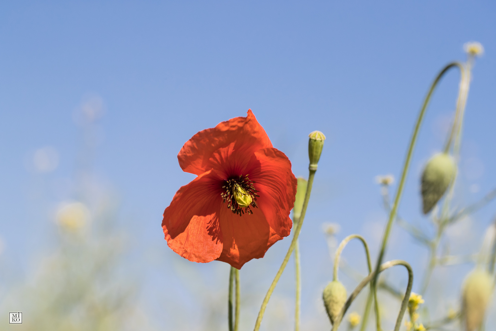 Mohnblumen Foto & Bild | natur-makros, projekte, natur-kreativ Bilder ...