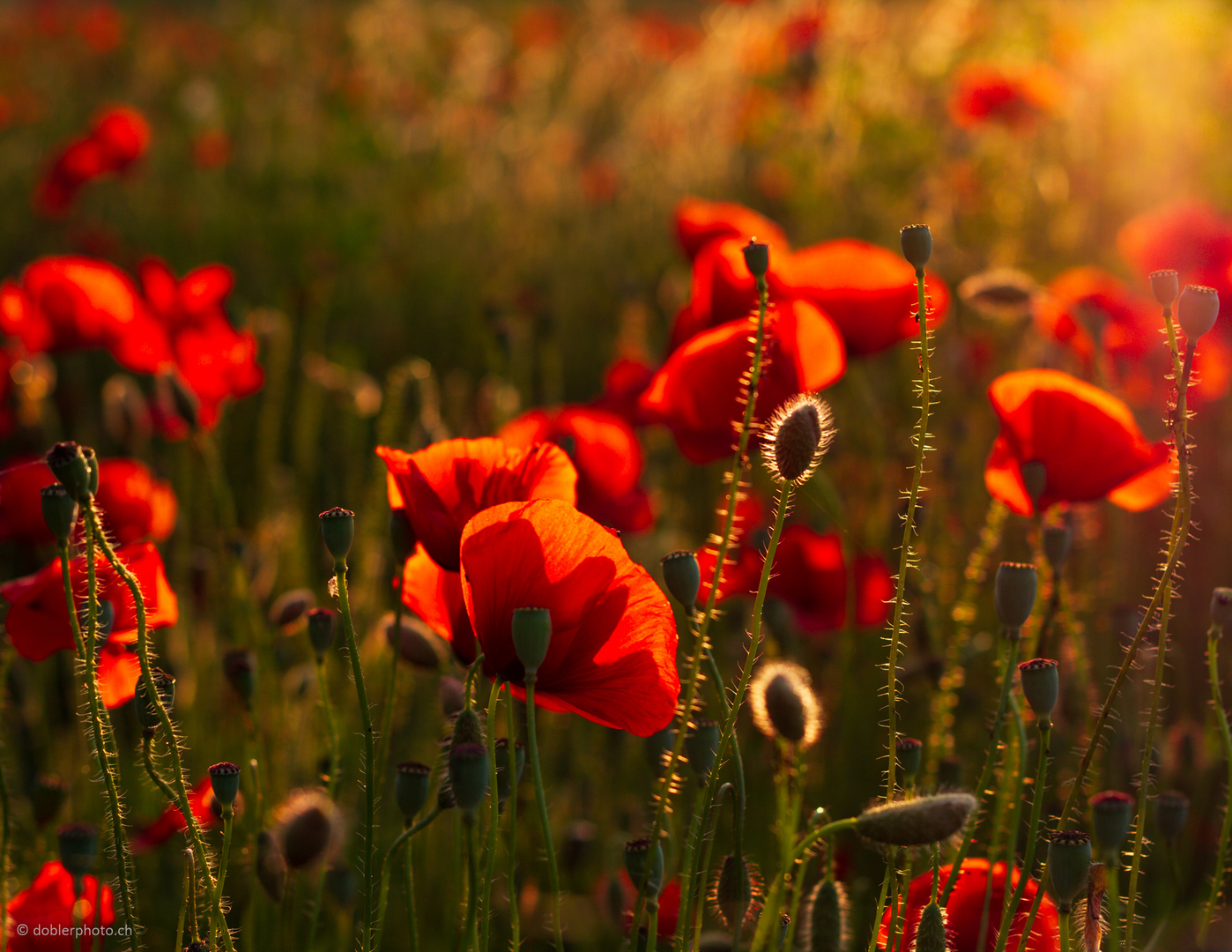 Mohnblumen Foto & Bild | pflanzen, pilze & flechten, blüten- & kleinpflanzen, nature Bilder auf ...