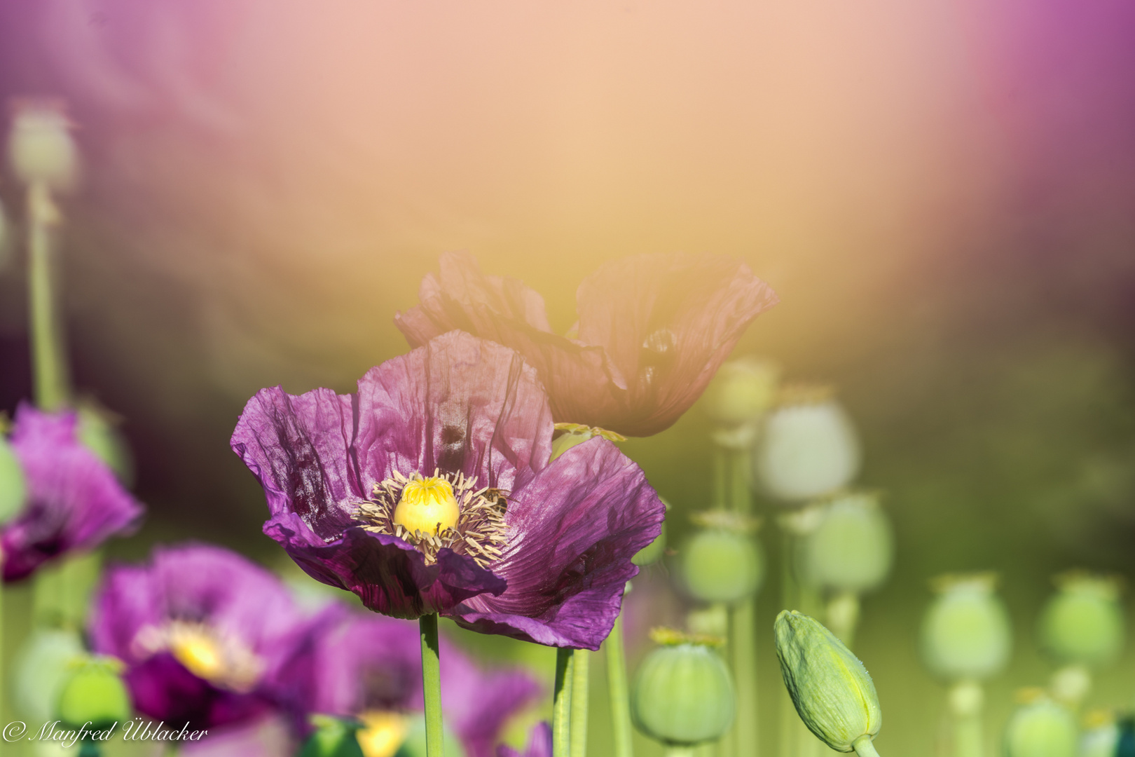 Mohnblumen ... Foto & Bild | pflanzen, pilze & flechten, blüten- & kleinpflanzen, natur-makros ...