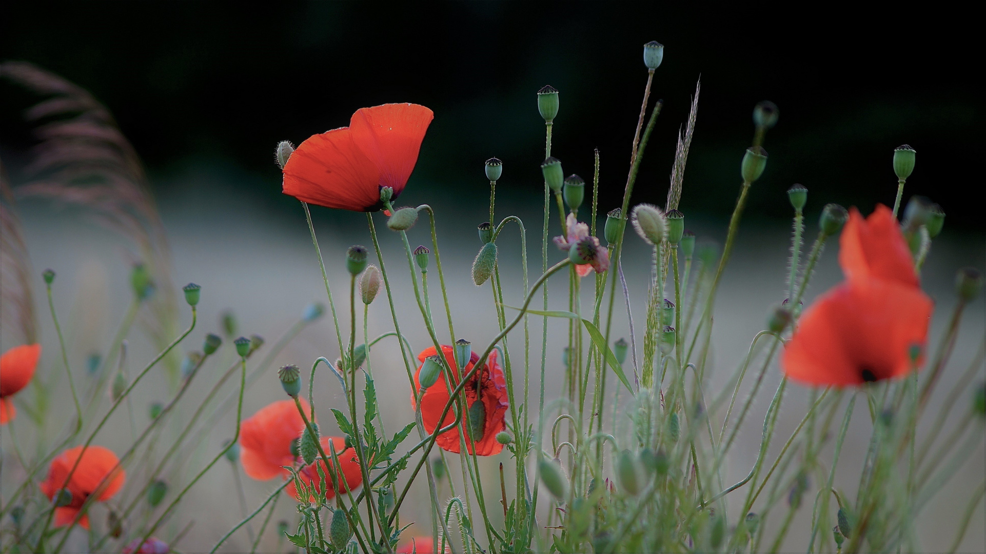 Mohnblumen Foto & Bild | pflanzen, pilze & flechten, blüten- & kleinpflanzen, mohn Bilder auf ...