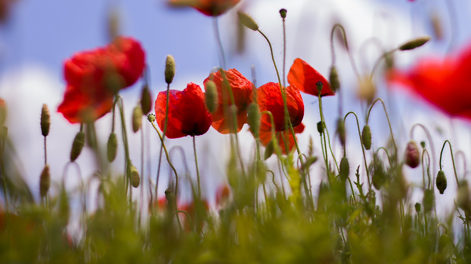 Mohnblumen Foto & Bild | natur, pflanzen, blüten Bilder auf fotocommunity
