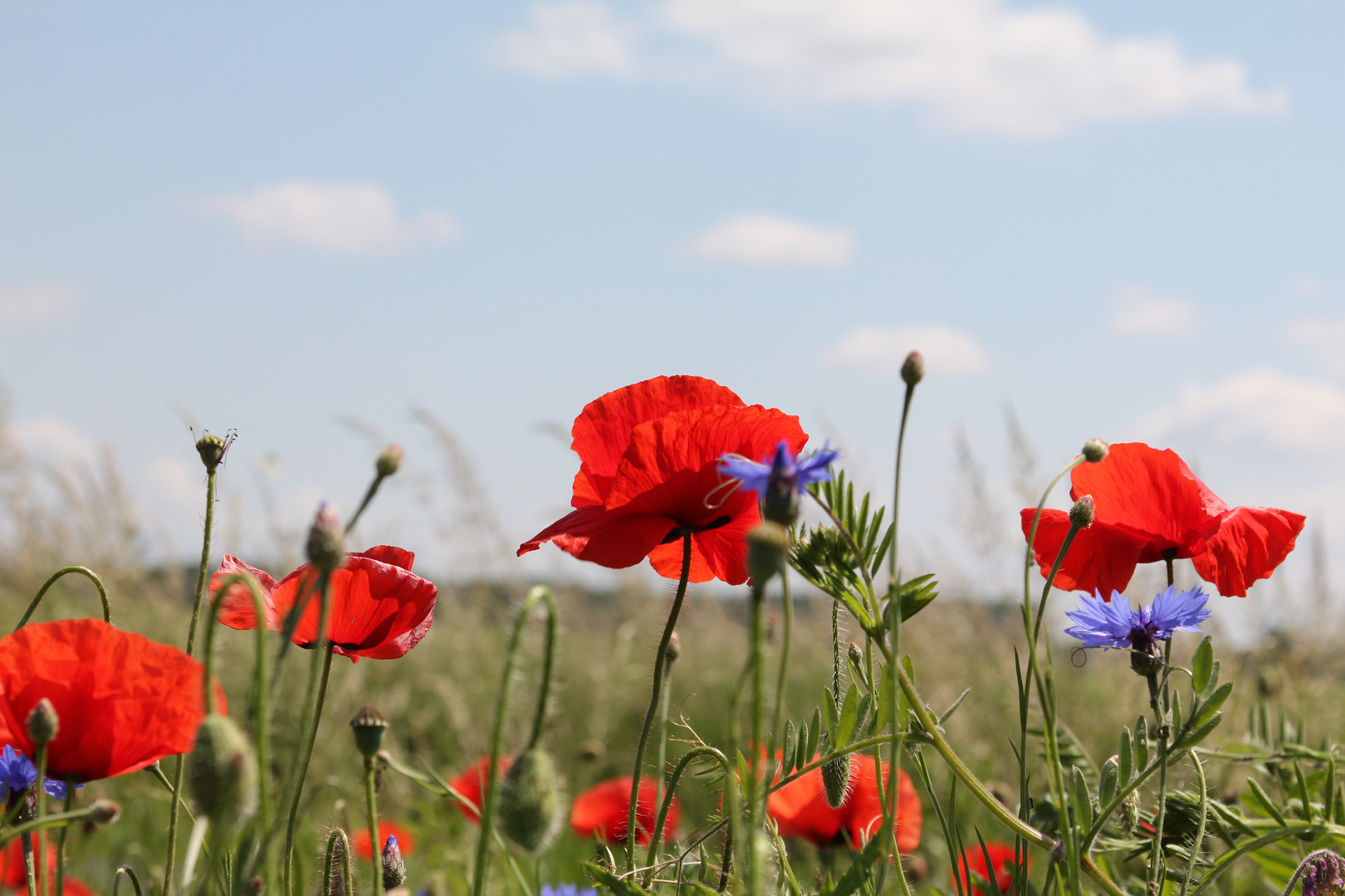Mohnblumen Foto & Bild | pflanzen, blüten, natur Bilder auf fotocommunity