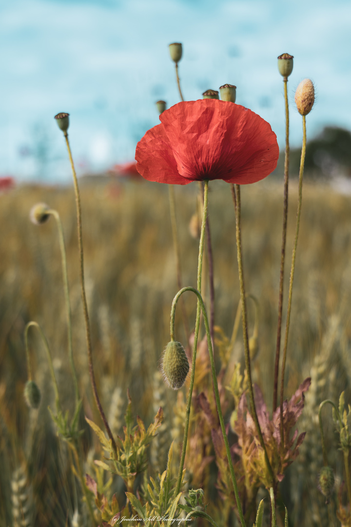 Mohnblumen Foto & Bild | pflanzen, pilze & flechten, blüten- & kleinpflanzen, mohn Bilder auf ...