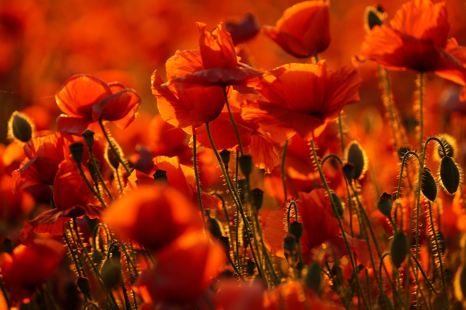 Mohnblumen Foto & Bild | natur, pflanzen, wildpflanzen Bilder auf ...