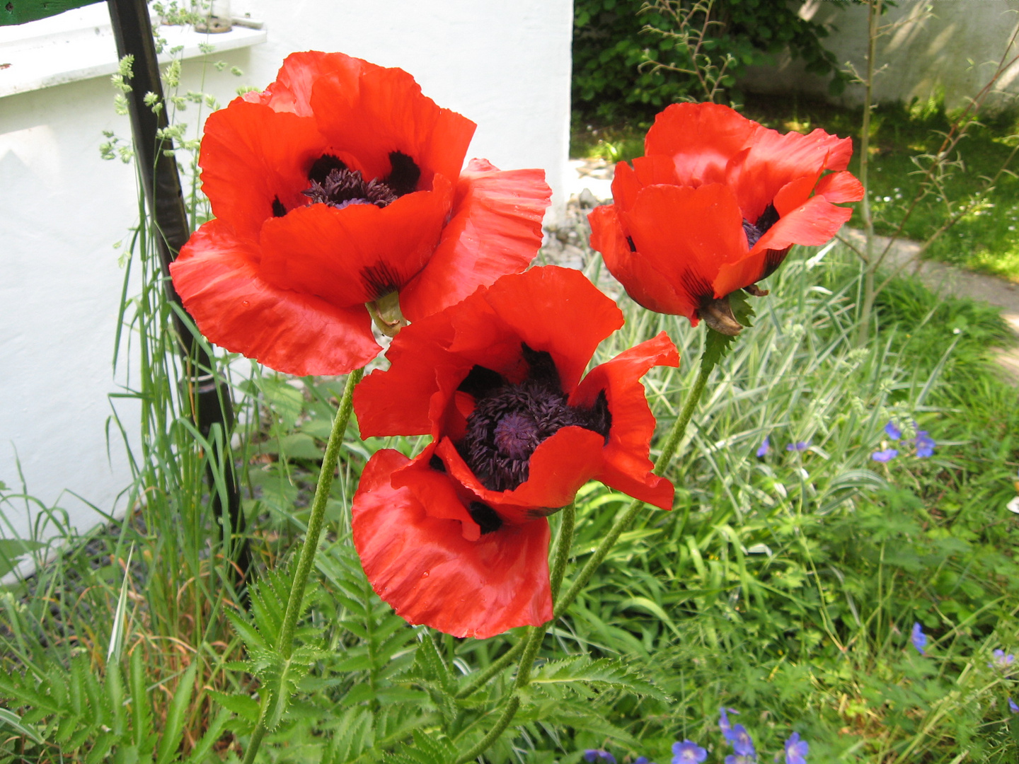 "Mohnblumen" Foto & Bild | natur-kreativ, mohn sommer blumen rot natur wiese, natur Bilder auf ...
