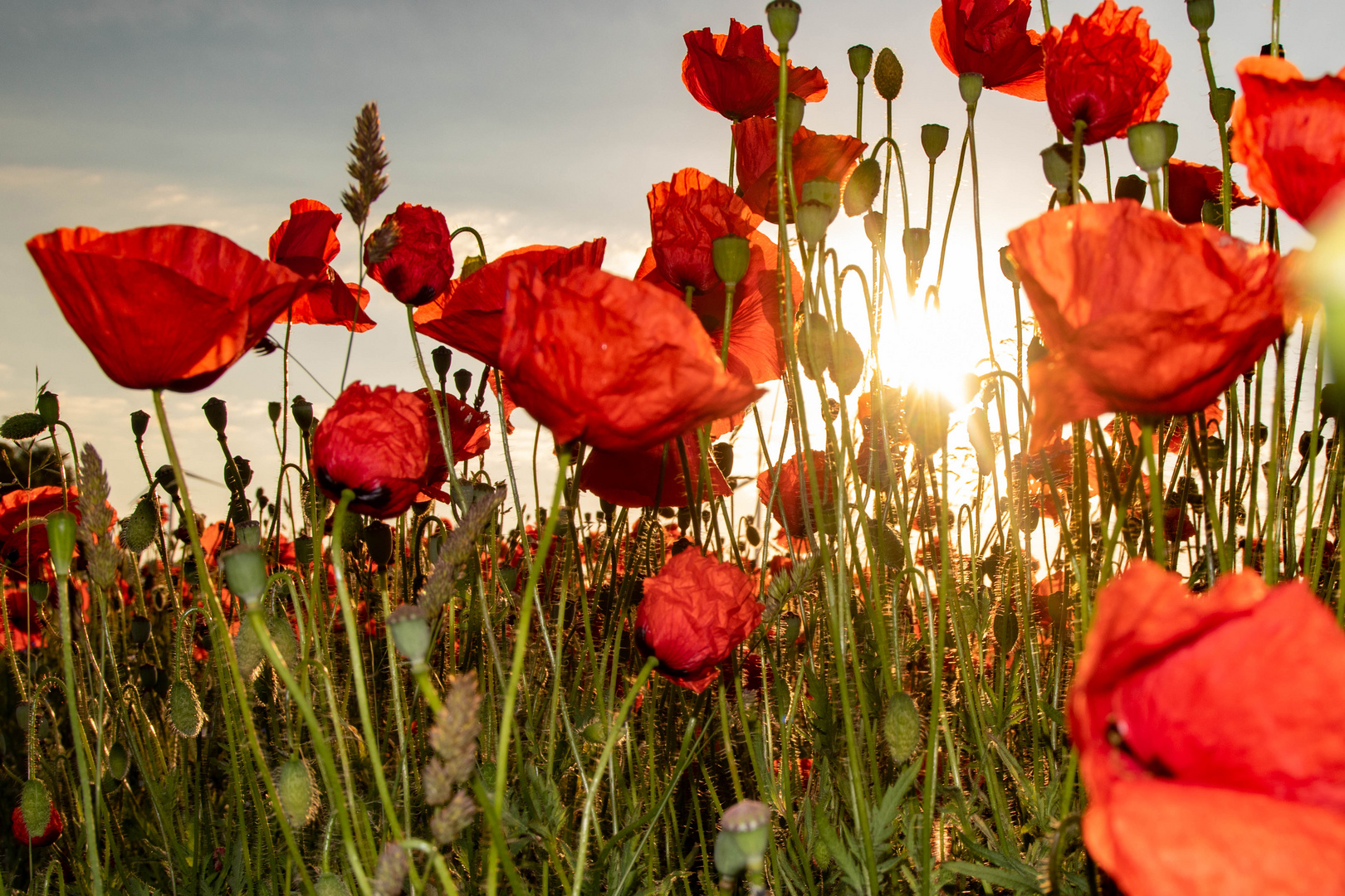 Mohnblumen Foto & Bild | landschaft, Äcker, felder & wiesen, canon ...