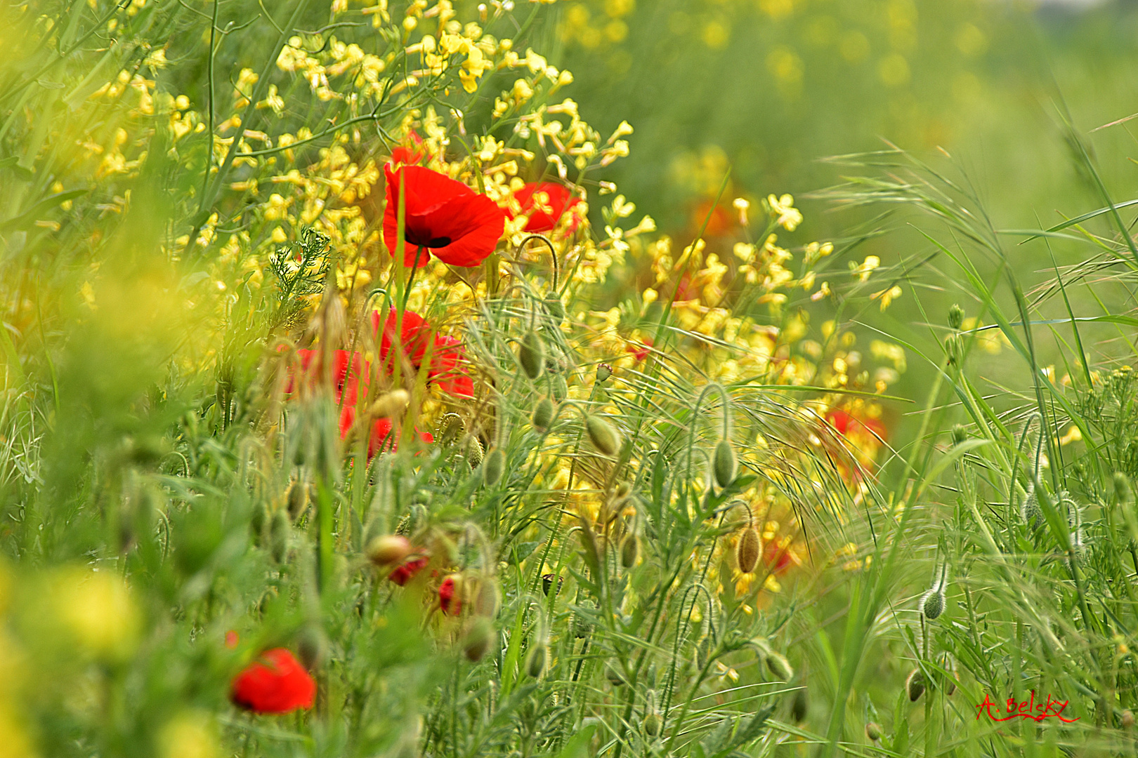 Mohnblumen Foto & Bild | blumen und blüten, frühling, natur Bilder auf ...