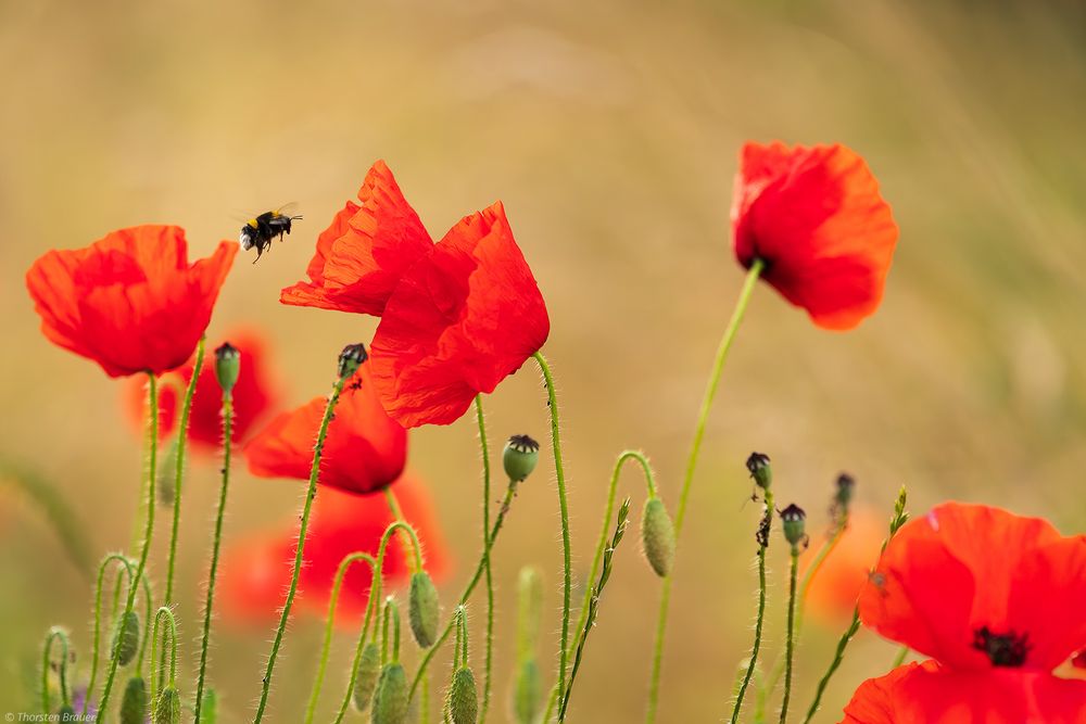 Mohnblumen Foto & Bild | spezial, rot, sommer Bilder auf fotocommunity