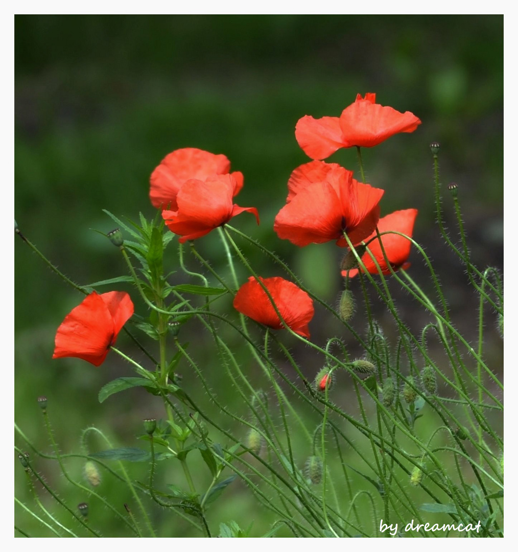 Mohnblumen Foto & Bild | jahreszeiten, sommer, blumen Bilder auf ...